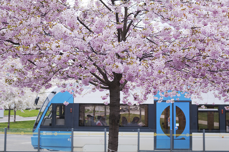 These Are Some Unusual Places To See Cherry Blossoms
